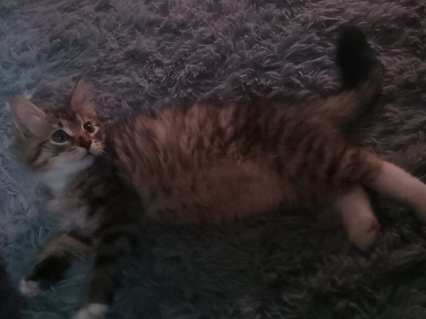 Котёнок 2 месяца, мальчик, бесплатно в добрые руки