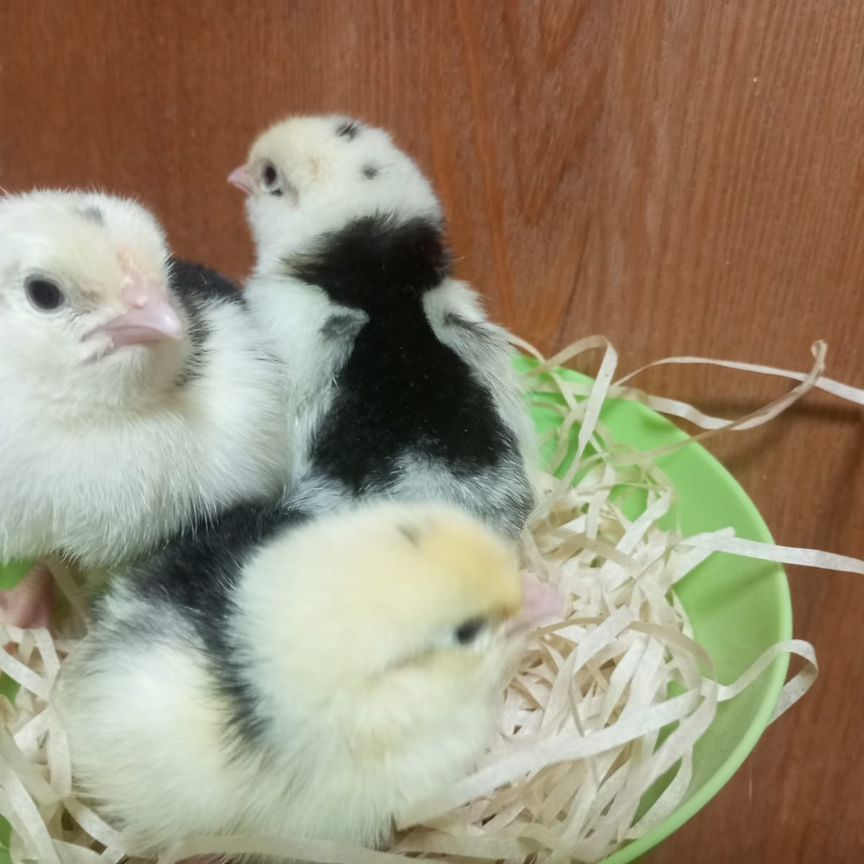 Цыплята Леггорн долматинец