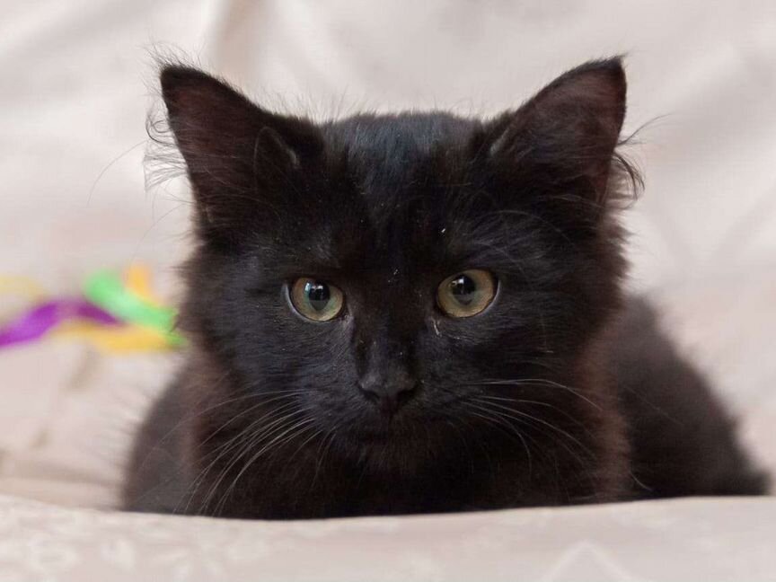 Котик в дар, котёнок