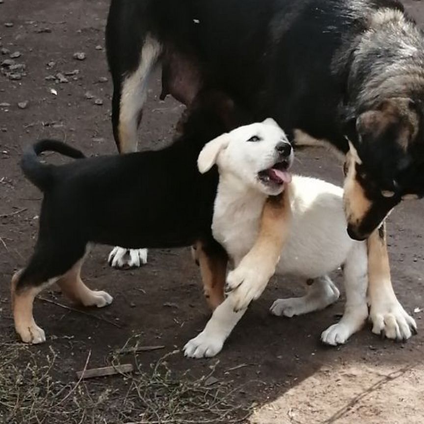 Щенок в добрые руки