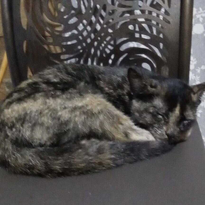 Черепаховые котята