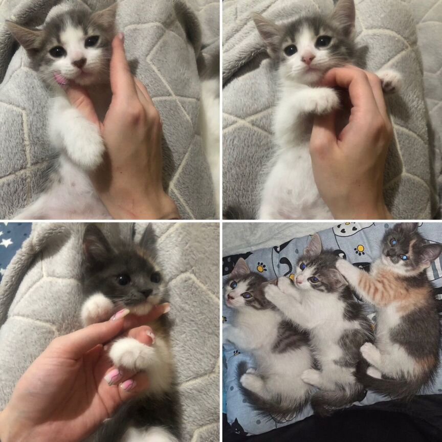 Котята в добрые руки