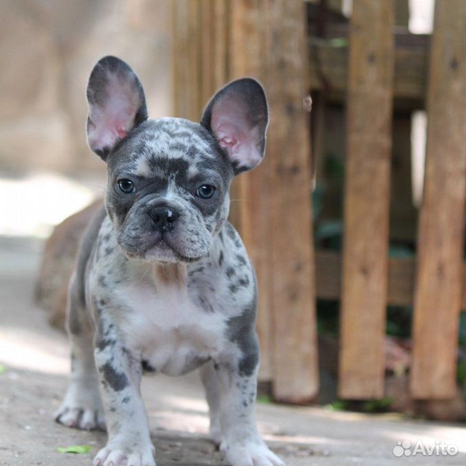 Француженка супер качество