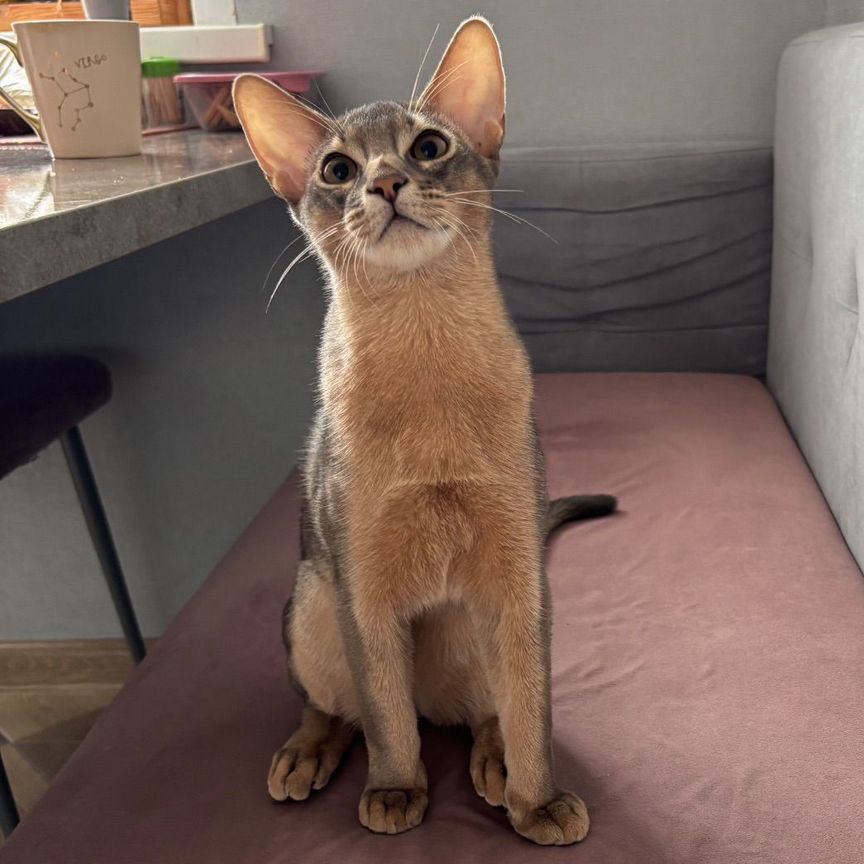 Абиссинский котёнок