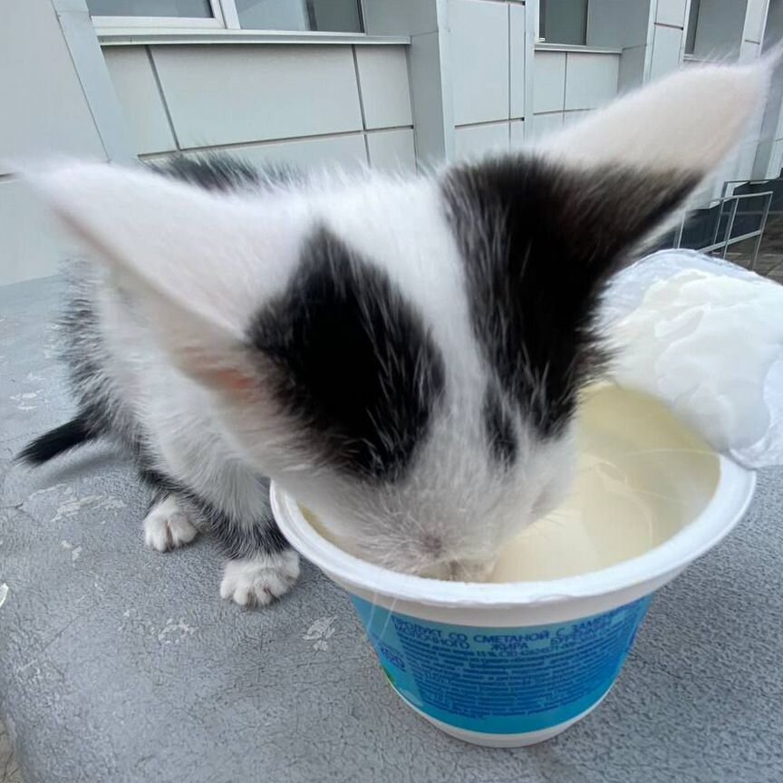 Котенок бело серый