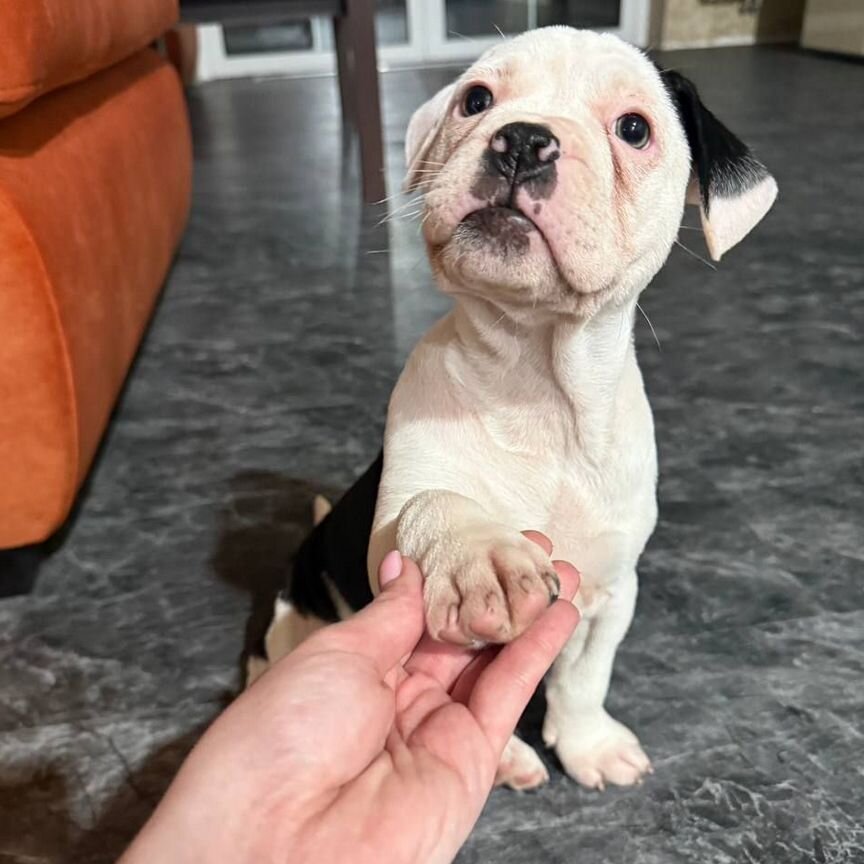 Французский бульдог, щенок