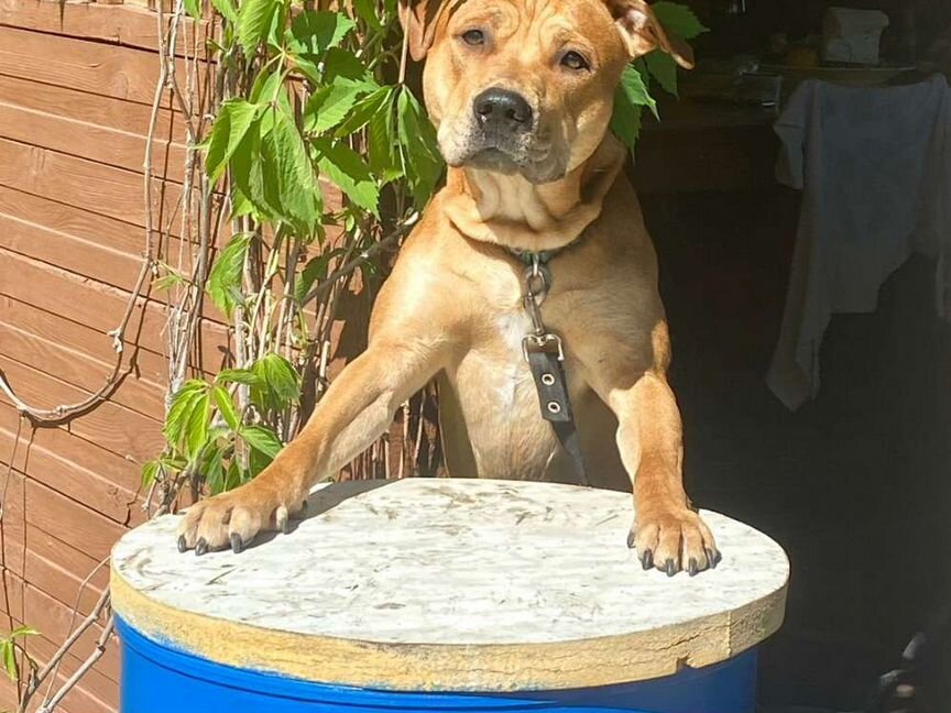 Собака, случка, вязка