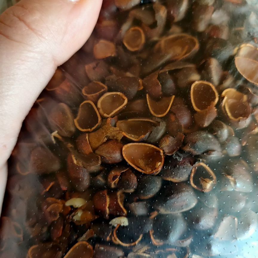 Шелуха скорлупа кедрового ореха