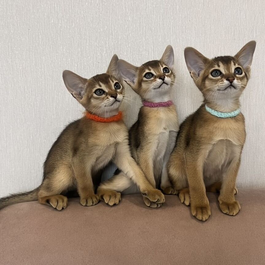 Абиссинский котёнок