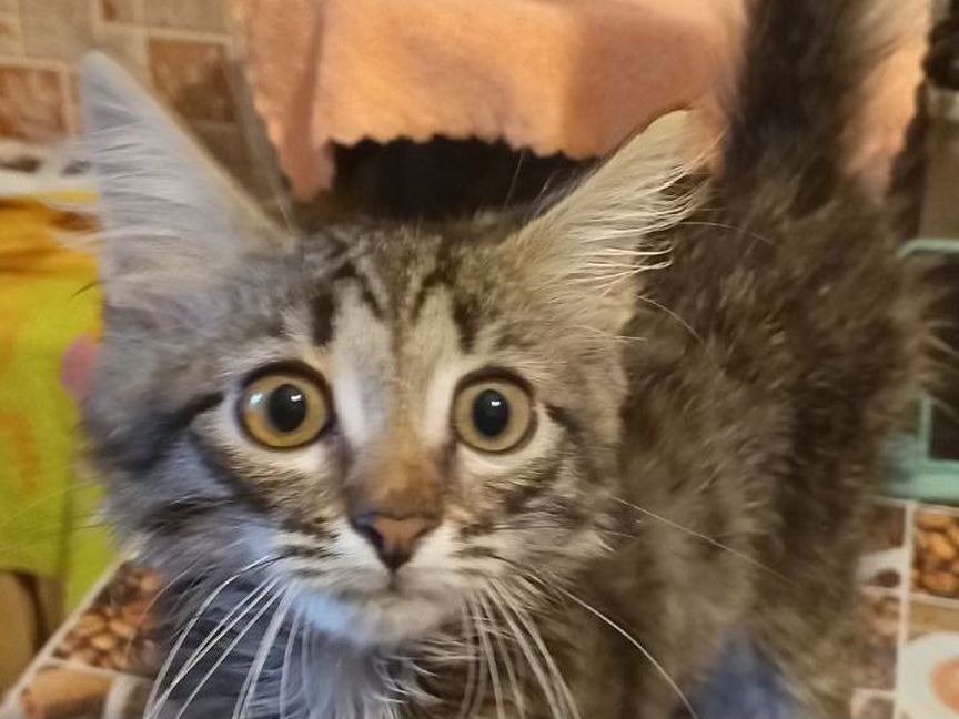 Котенок подкидыш ищет дом