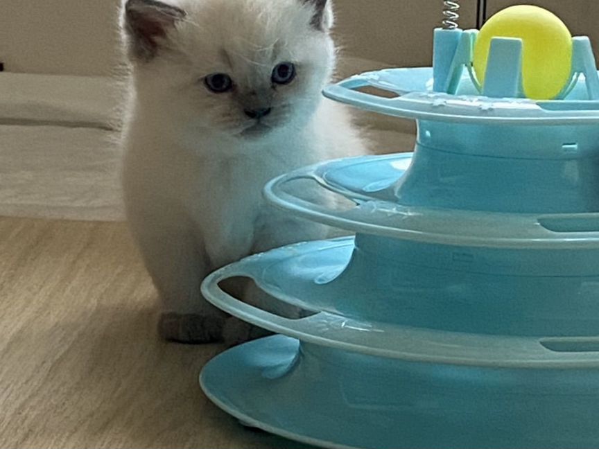 Шотландские котята