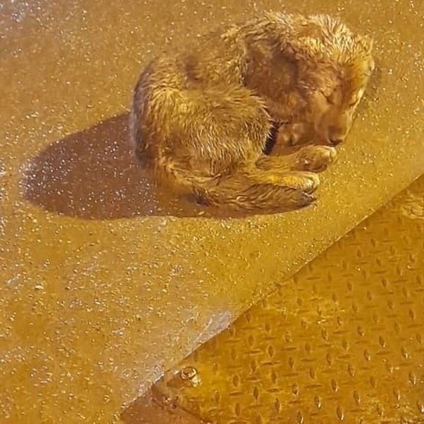 Спасти Дженни