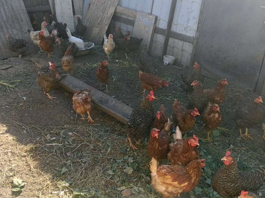 Куры несушки