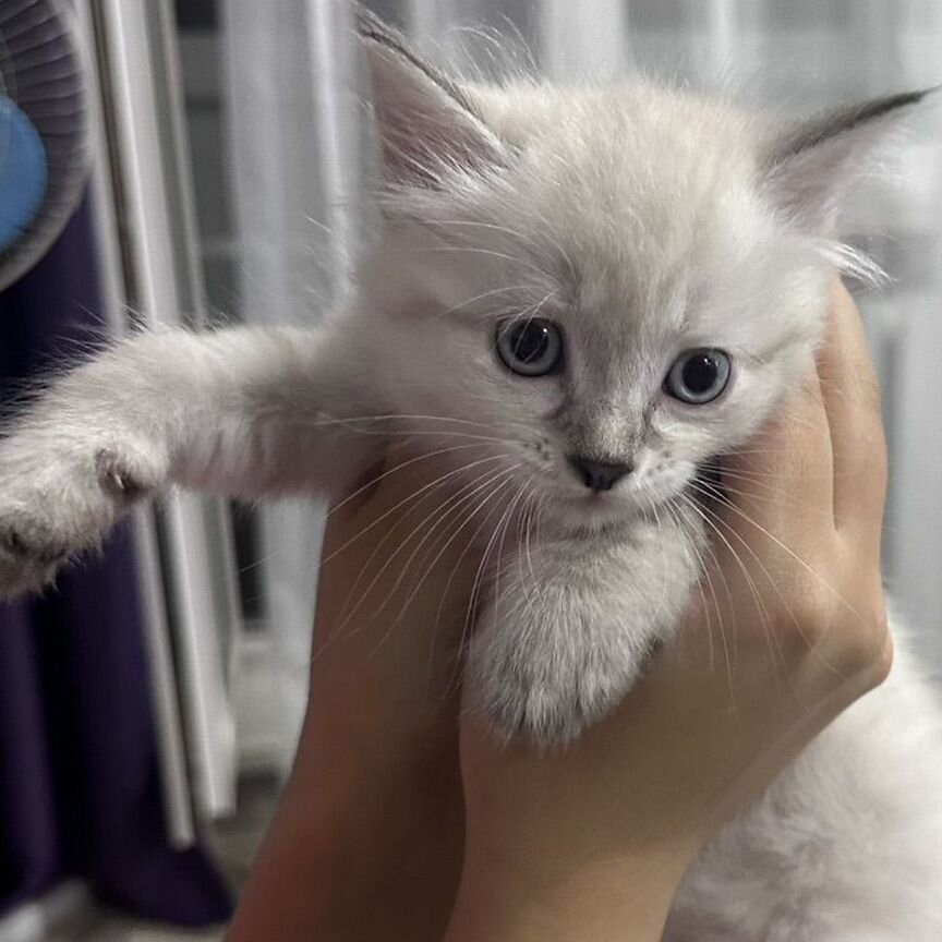 Котенок мальчик