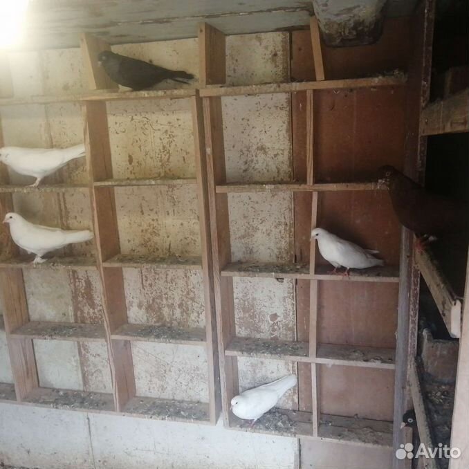 Голуби обчные/на свадьбу