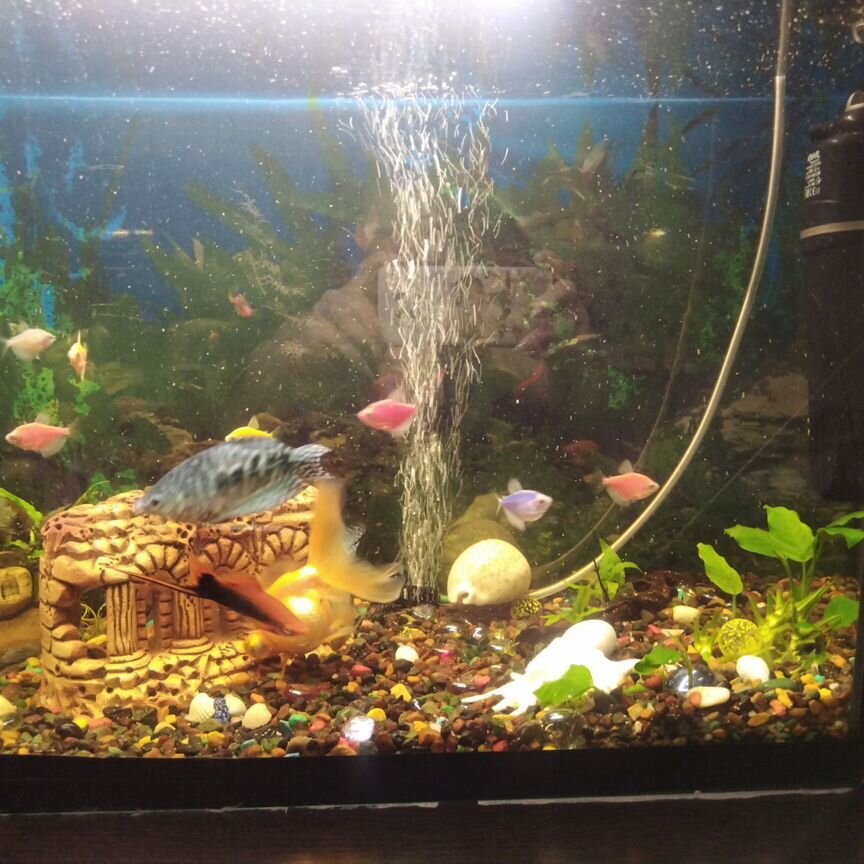 Аквариум со всем содержимым