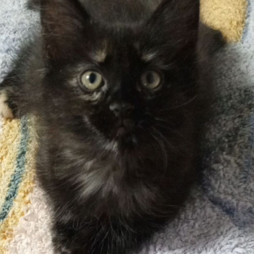 Шотландский прямоухий короткошёрстный котёнок