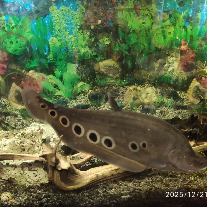 Индийский нож