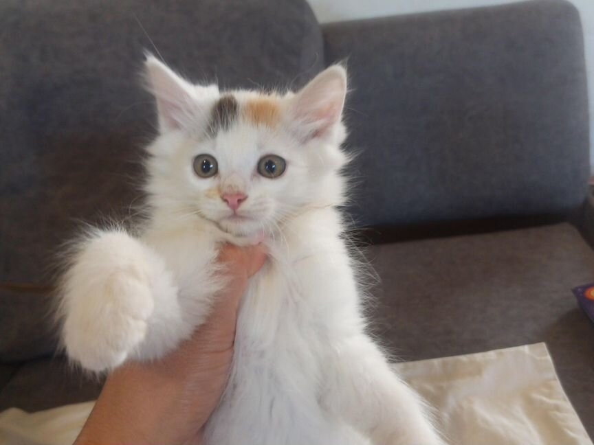 Котенок