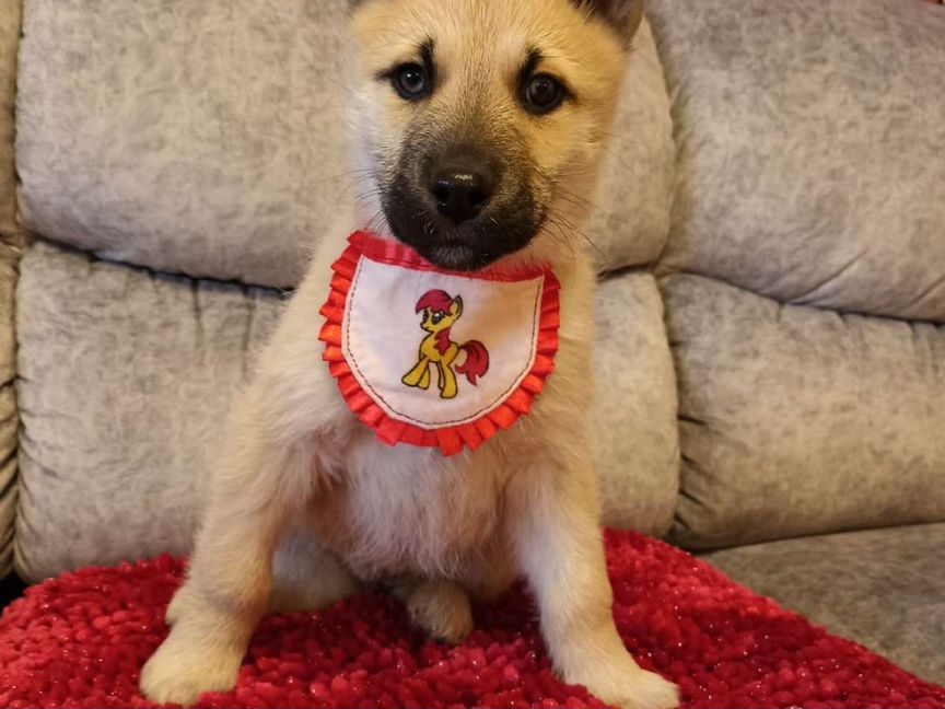 Познакомьтесь, это Барни. Подарите ему семью