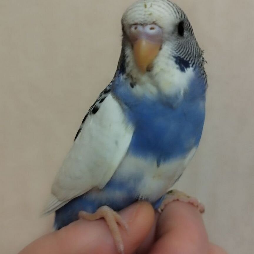 Волнистые попугаи, ручные птенцы