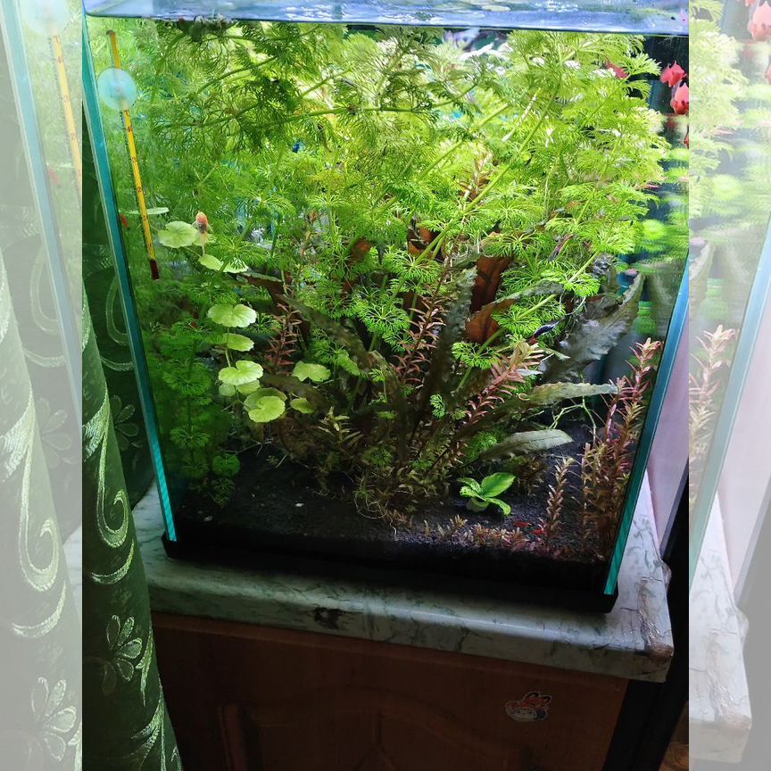 Аквариумные растения прополка