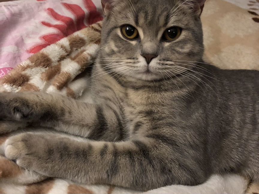 Британская кошечка на вязку