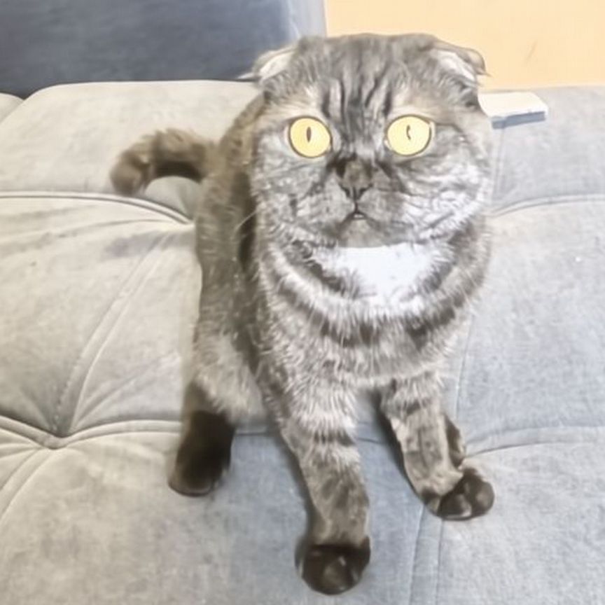 Шотландская вислоухая короткошёрстная кошка, взрослая