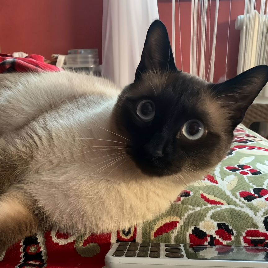 Тайский кот, взрослый