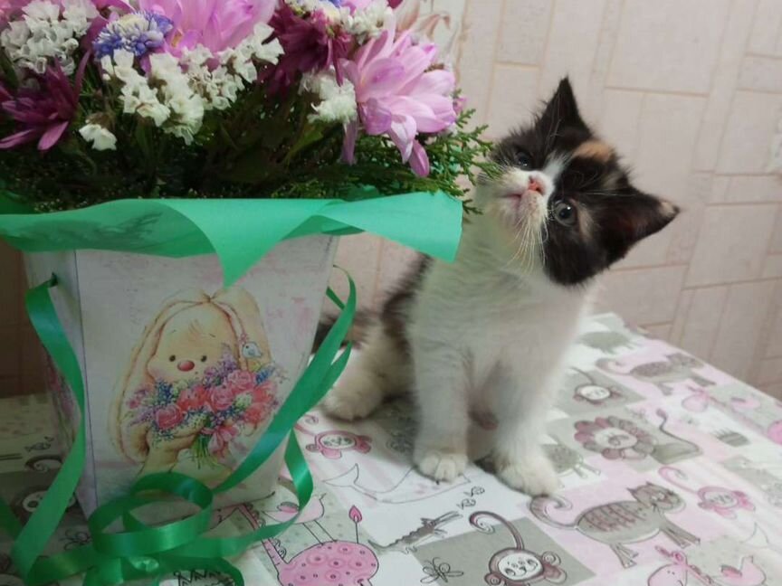 Экзотическая кошка