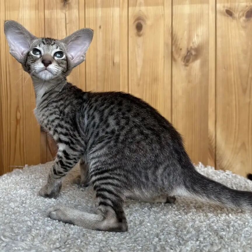 Ориентальный котёнок