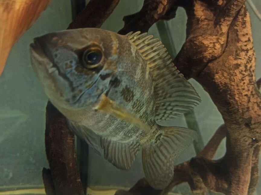 Цихлида Попугайный хопларх Пситакус