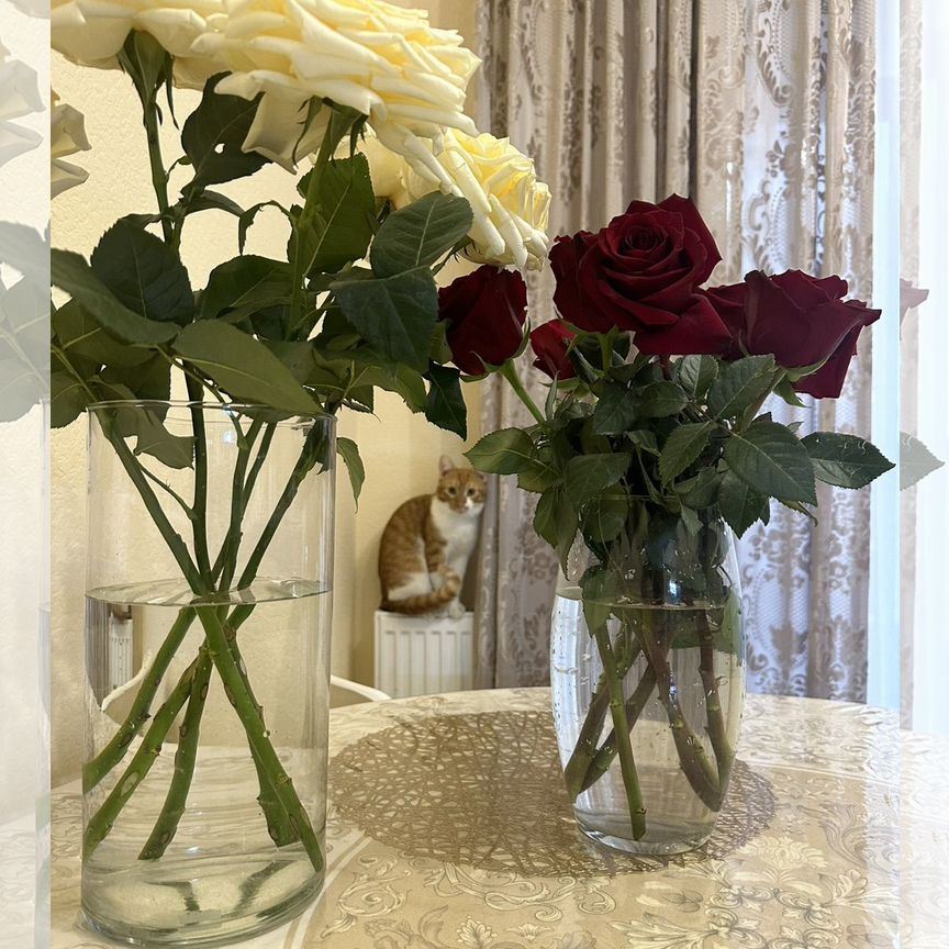 Взрослый кот в добрые руки