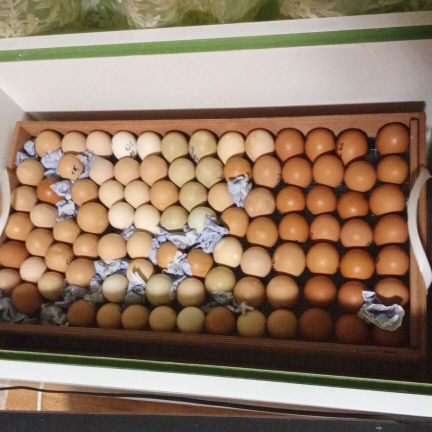 Цыплята несушки