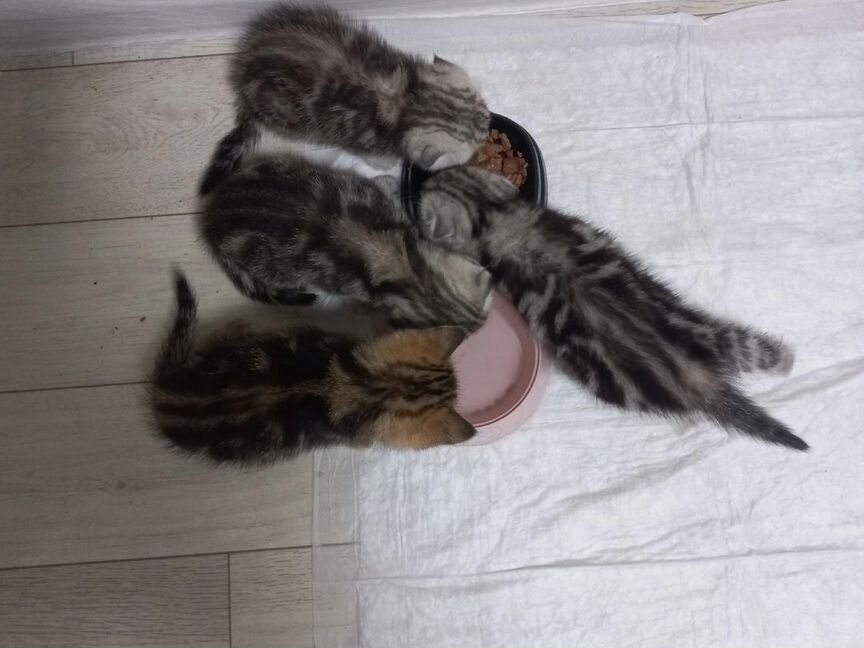 Шотландские котята