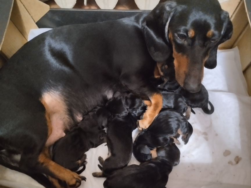 Кроличья такса бронь