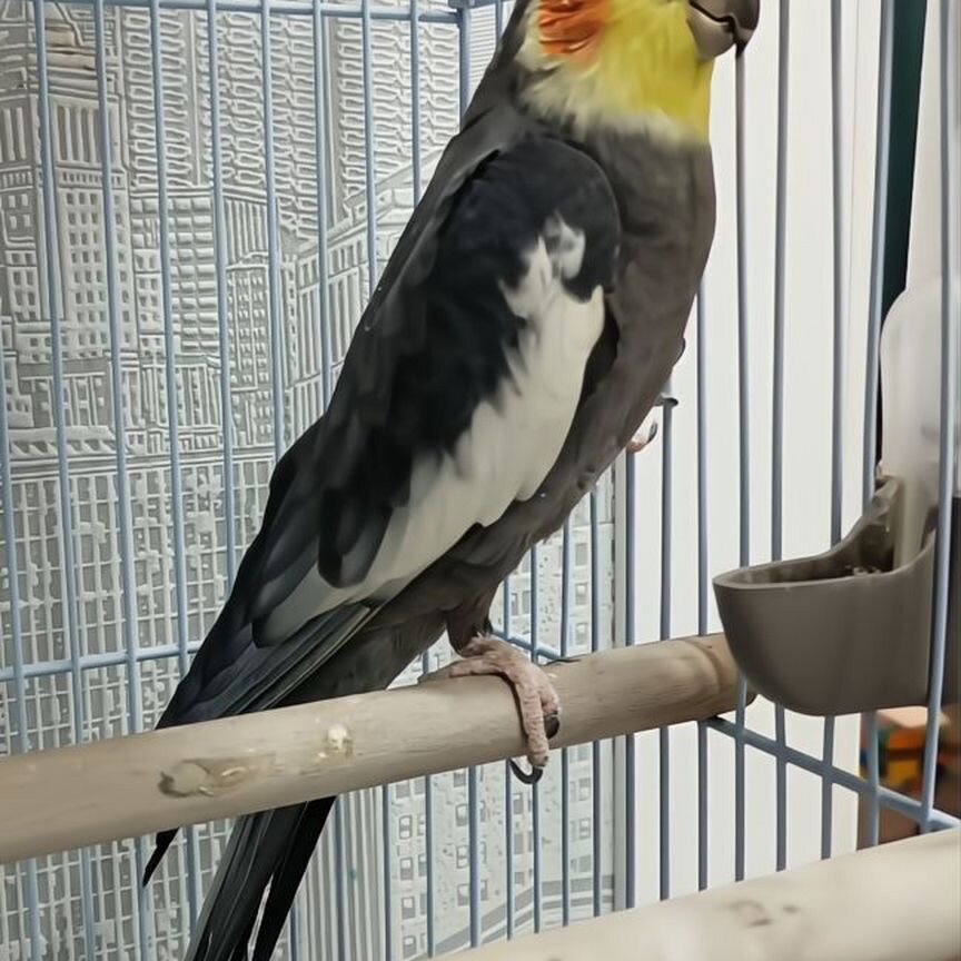 Попугай корелла с клеткой