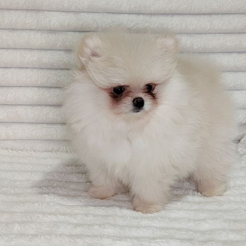 Померанский шпиц, щенок