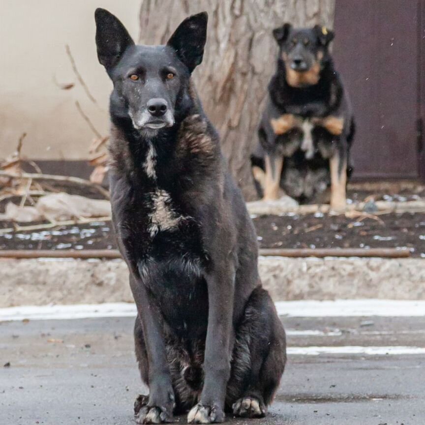 Взрослый пёс в добрые руки
