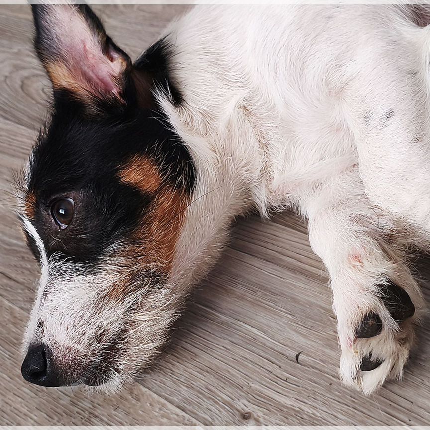 Джек-рассел-терьер, щенок