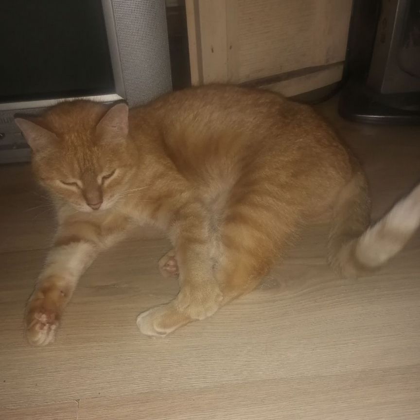 Ориентальная, взрослая кошка