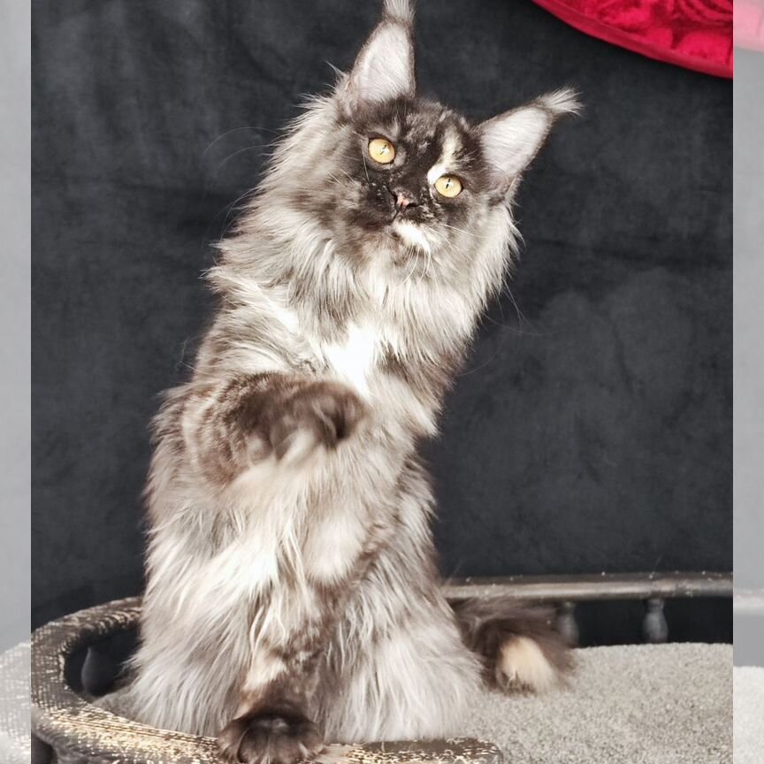 Дымная черепаховая девочка Мейн кун