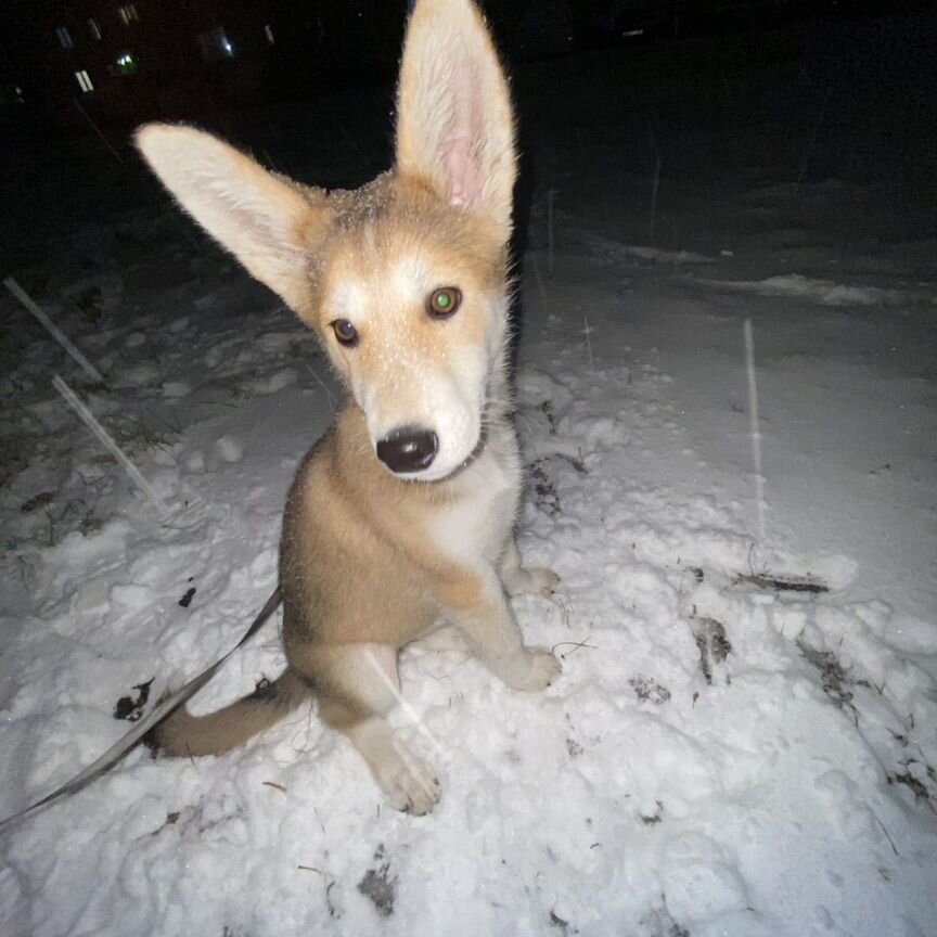 Умная собачка Эля