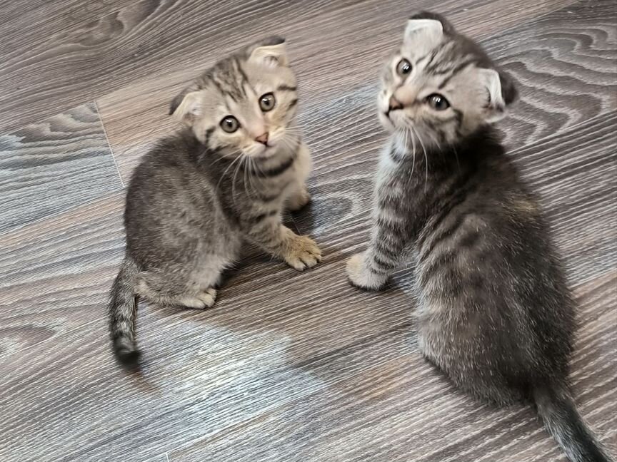 Отдам котенка бесплатно