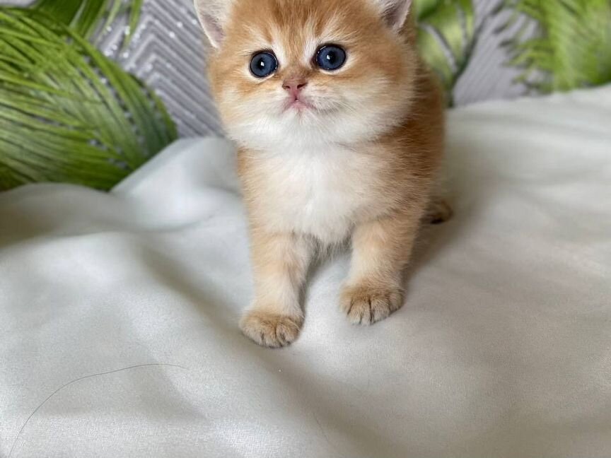 Британские золотые мальчики