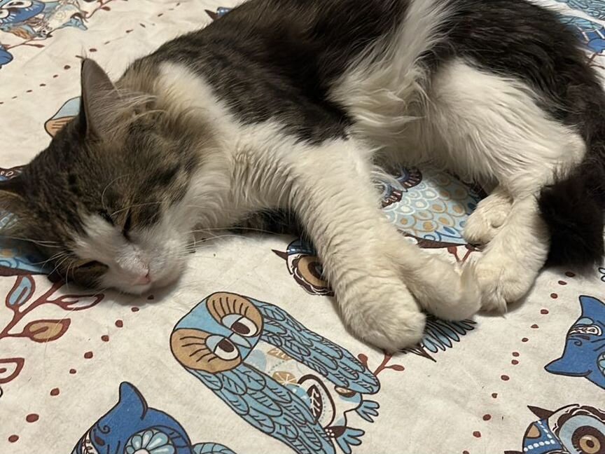 Домашний кот оказался на улице