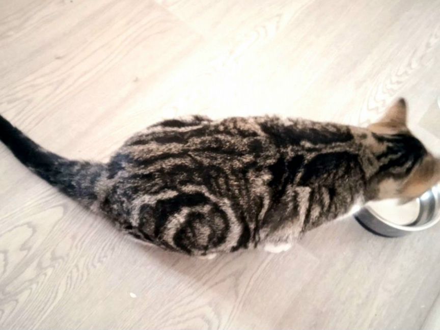 Котёнок уникального окраса в дар