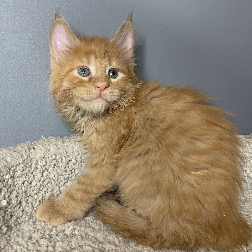 Красавчик Мальчик