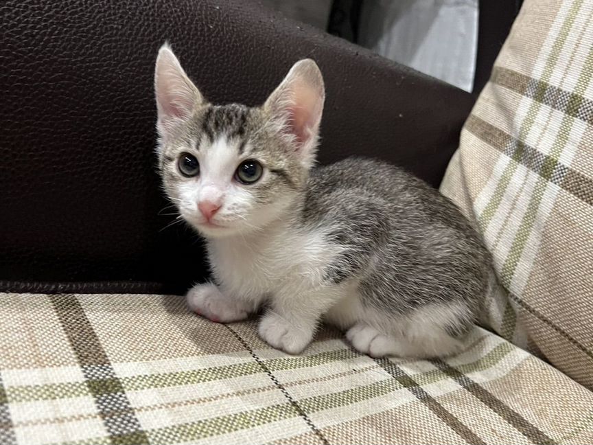 Котенки 2 месяца бесплатно