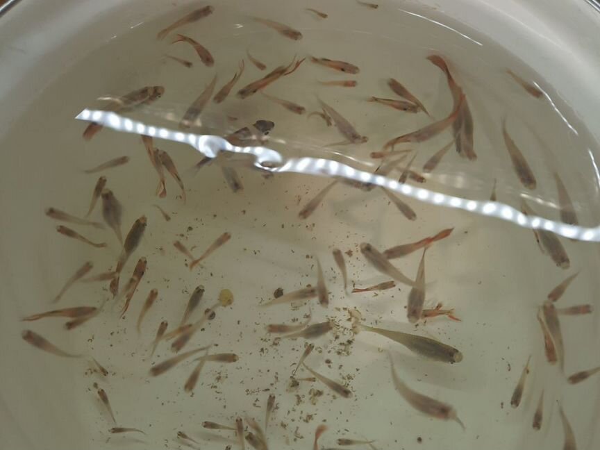 Аквариумные рыбки гупешки